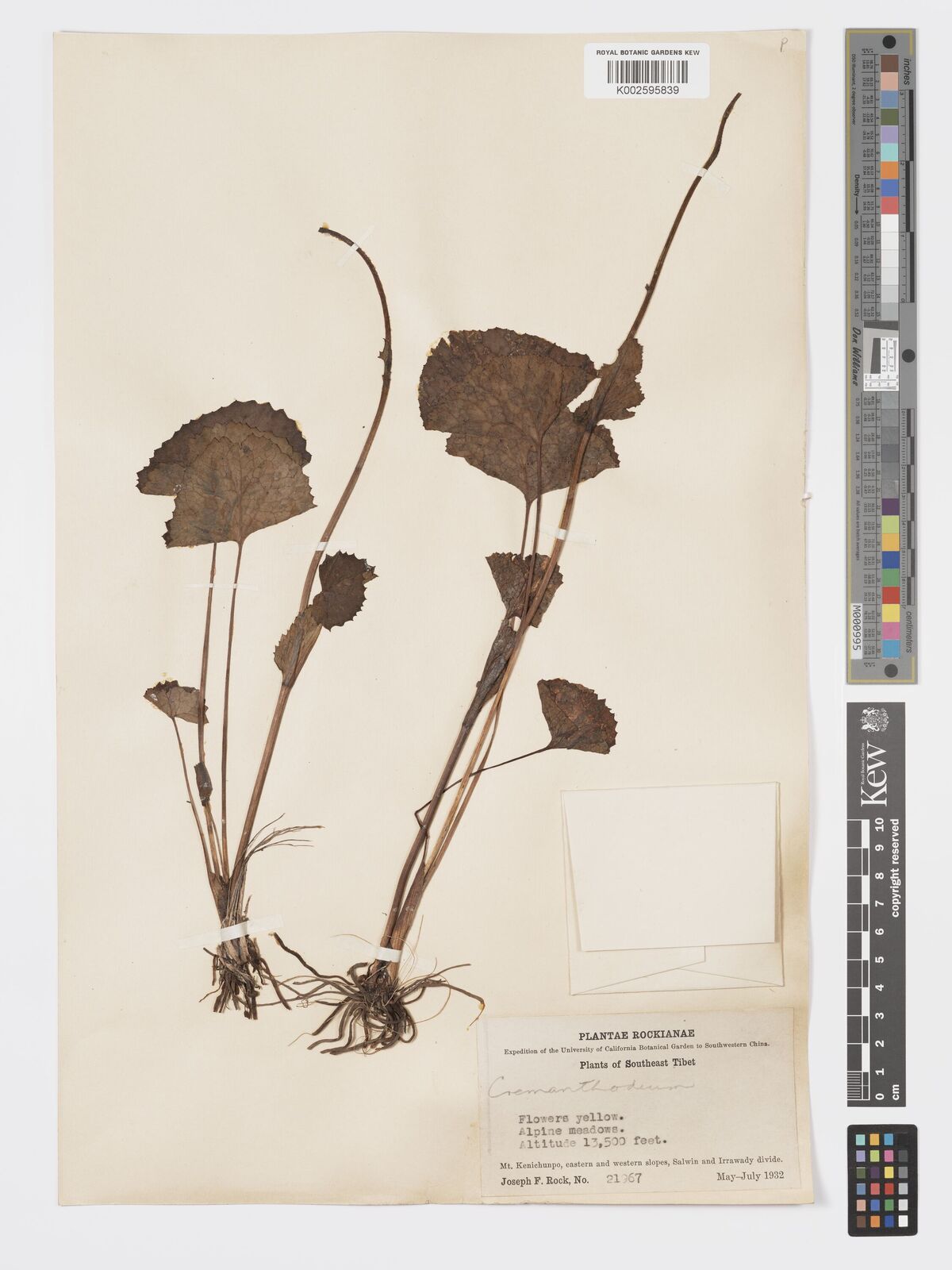 Cremanthodium farreri W.W.Sm. | Plants of the World Online | Kew Science