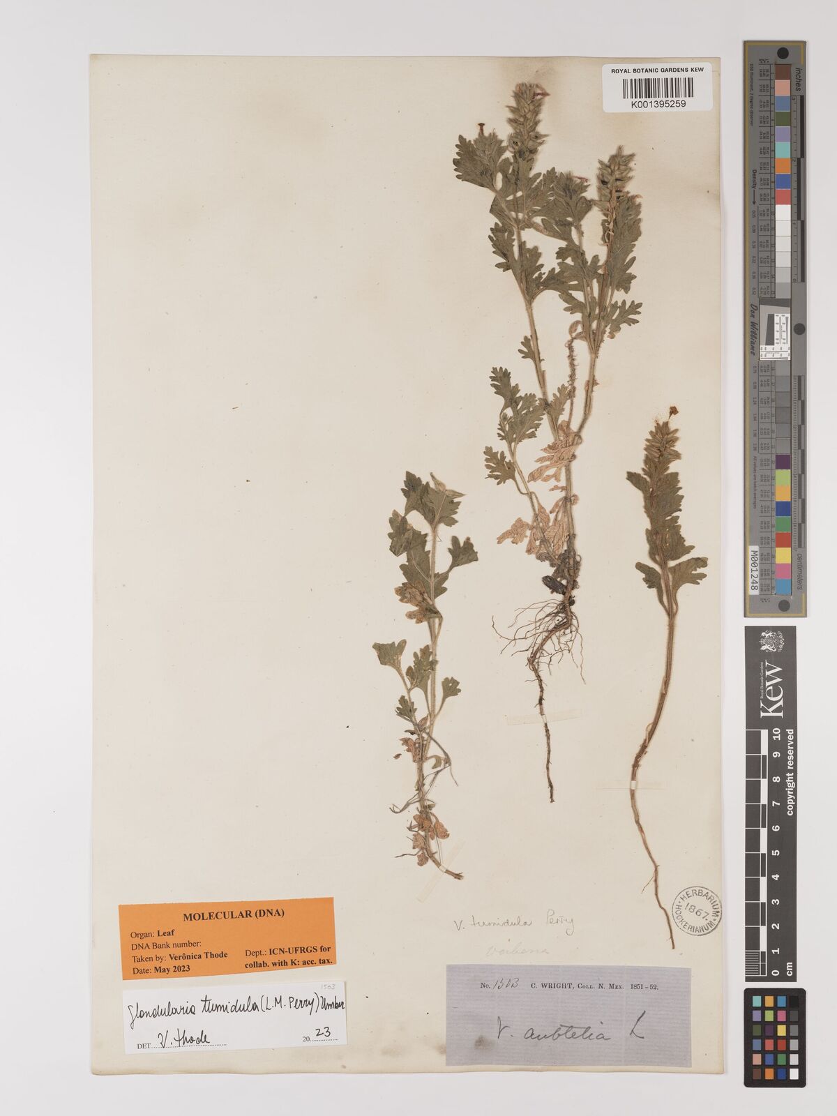 Glandularia tumidula (L.M.Perry) Umber | Plants of the World Online ...