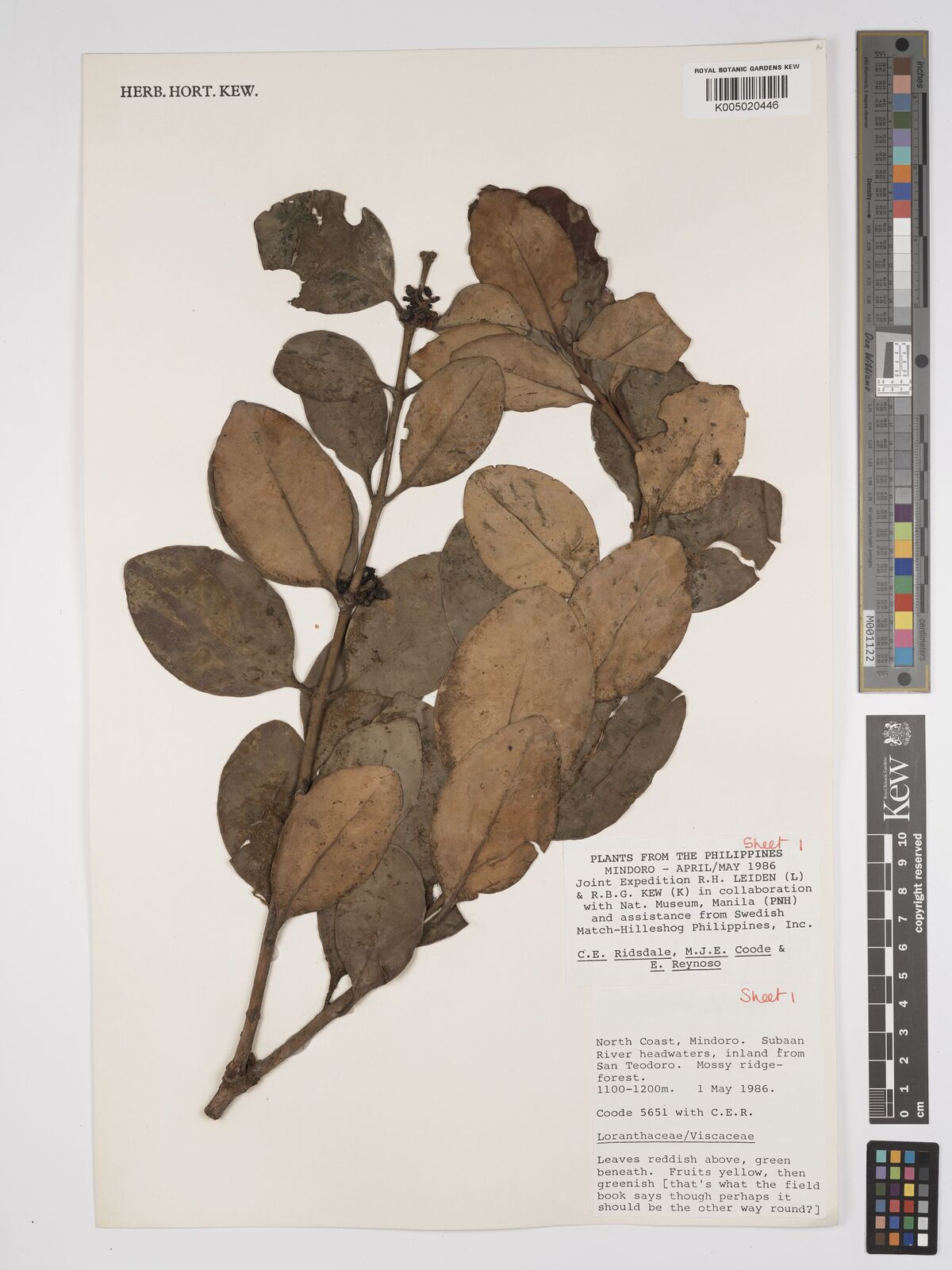 Cyne Danser | Plants of the World Online | Kew Science