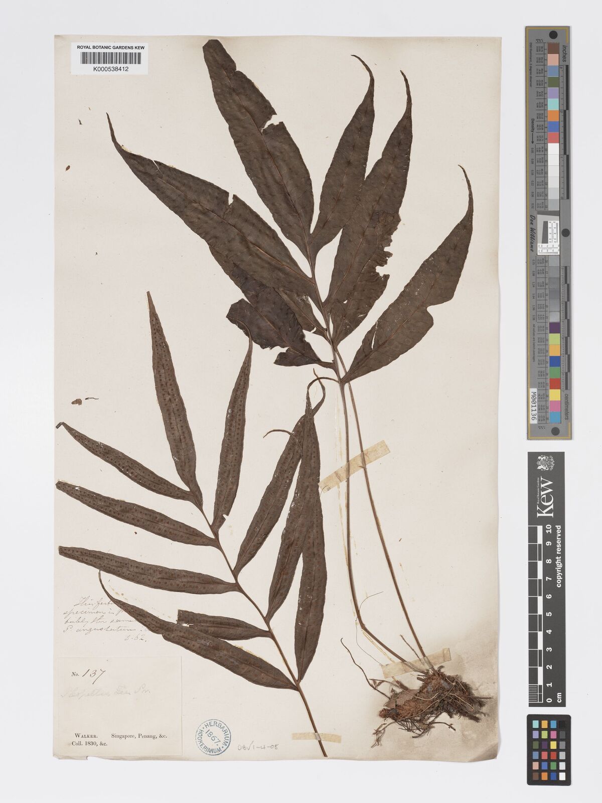 Selliguea taeniata (Sw.) Parris | Plants of the World Online | Kew Science