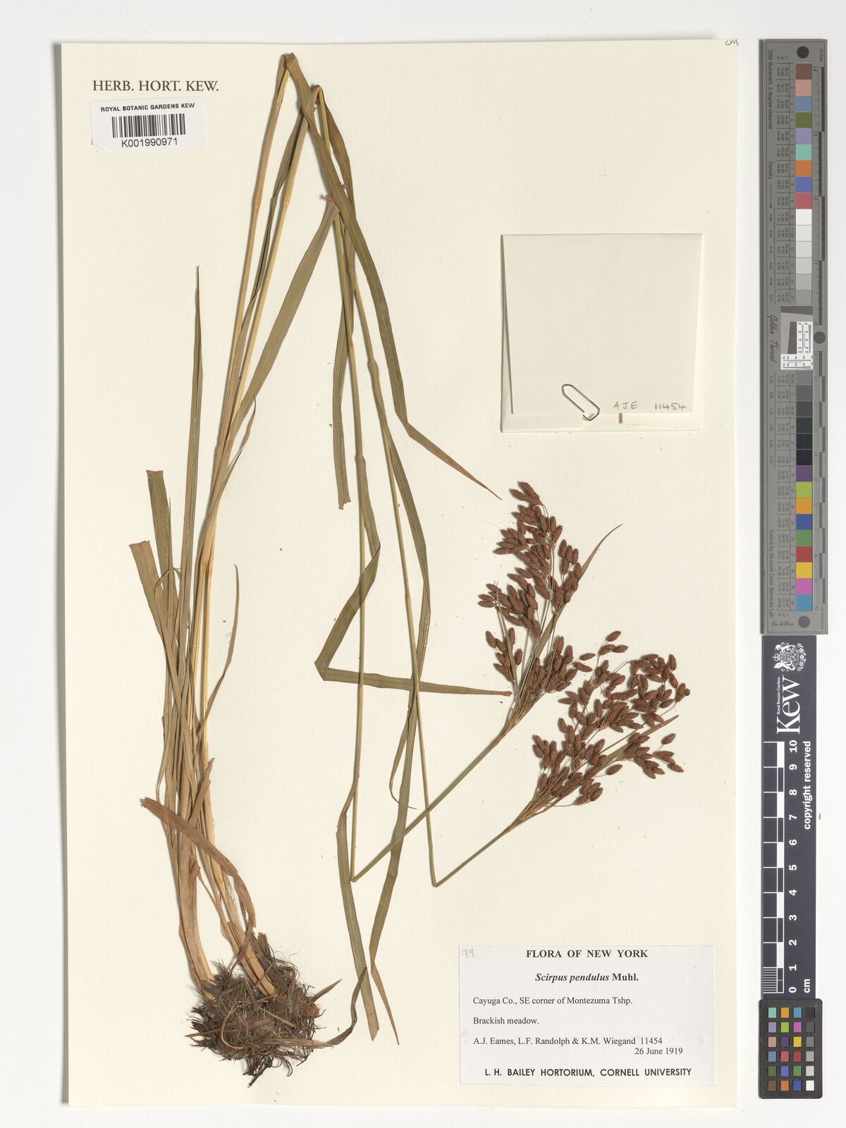 Scirpus pendulus Muhl. | Plants of the World Online | Kew Science