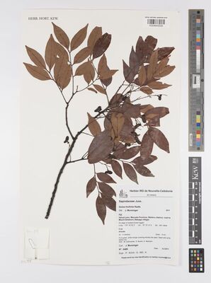 Guioa Cav. | Plants of the World Online | Kew Science