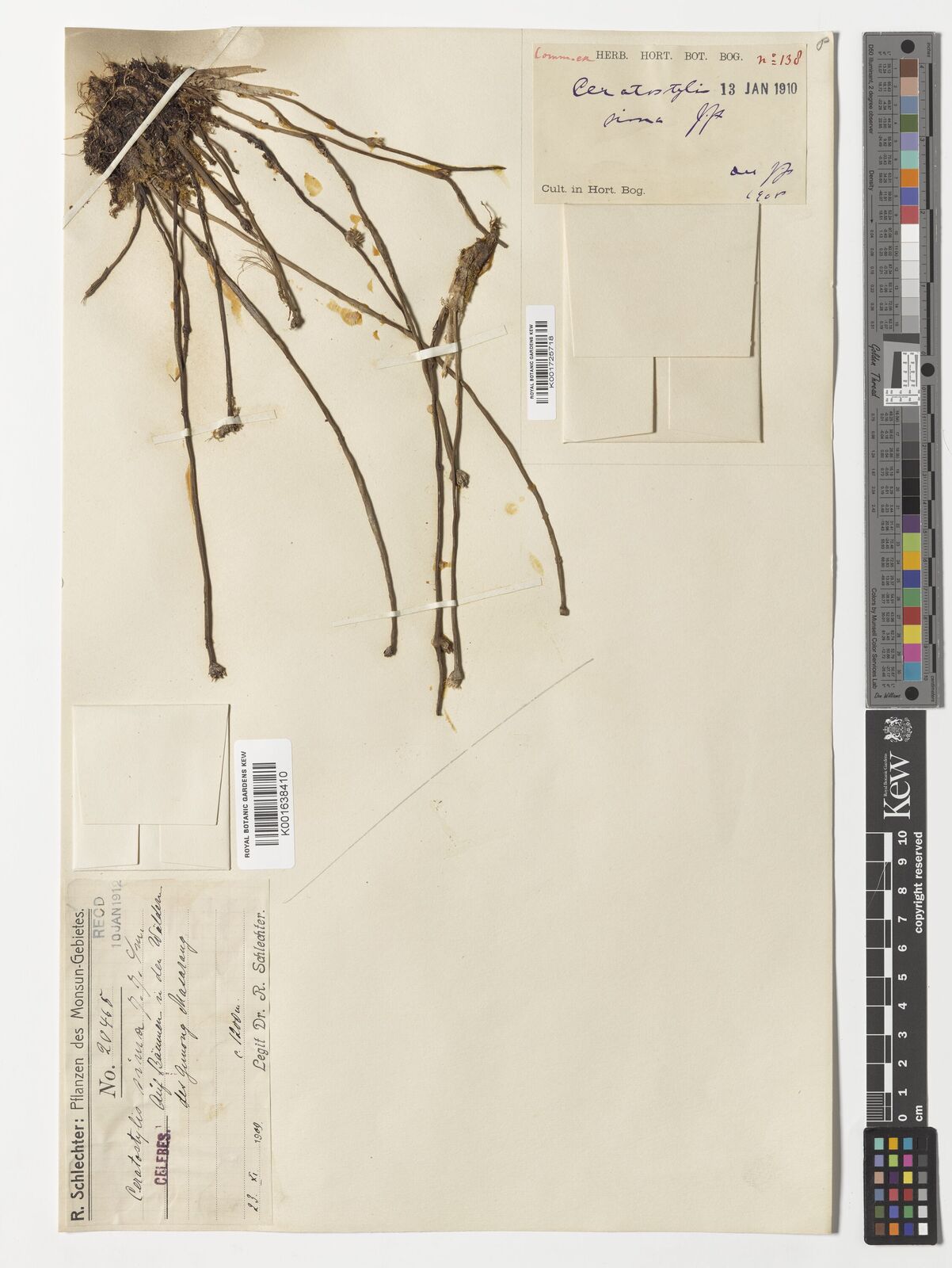 Ceratostylis sima J.J.Sm. | Plants of the World Online | Kew Science