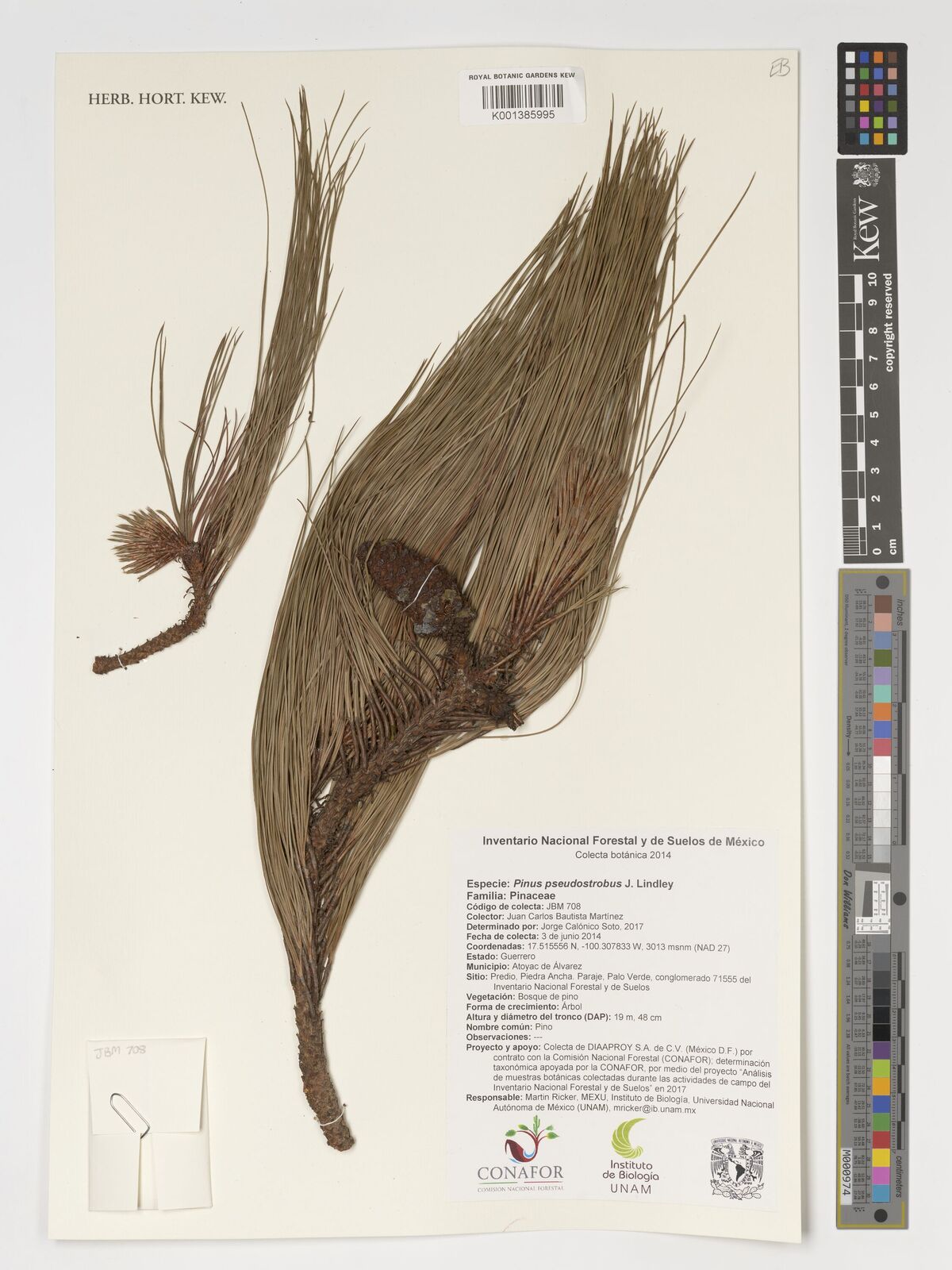 Pinus pseudostrobus Lindl. | Plants of the World Online | Kew Science
