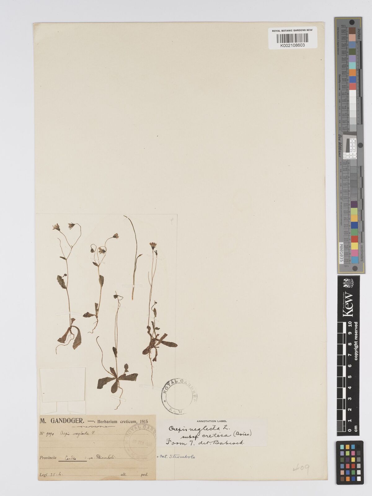 Crepis neglecta subsp. cretica (Boiss.) Vierh. | Plants of the World ...