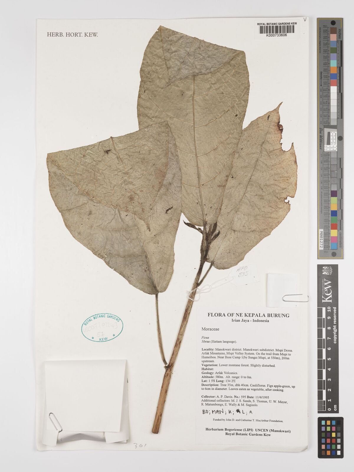 Ficus copiosa Steud. | Plants of the World Online | Kew Science