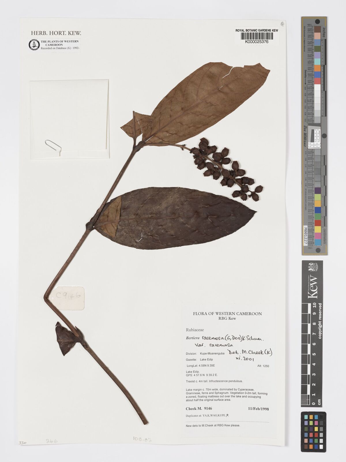 Bertiera racemosa var. racemosa | Plants of the World Online | Kew Science