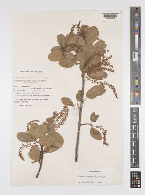 Pappea capensis Eckl. & Zeyh. | Plants of the World Online | Kew Science