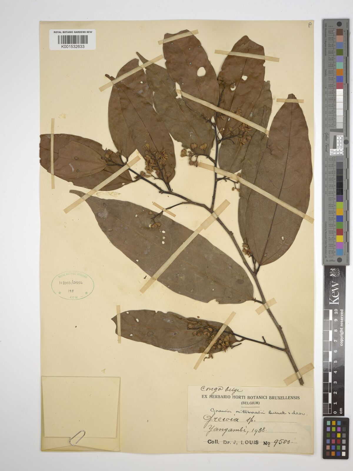 Microcos mildbraedii (Burret) Burret | Plants of the World Online | Kew ...