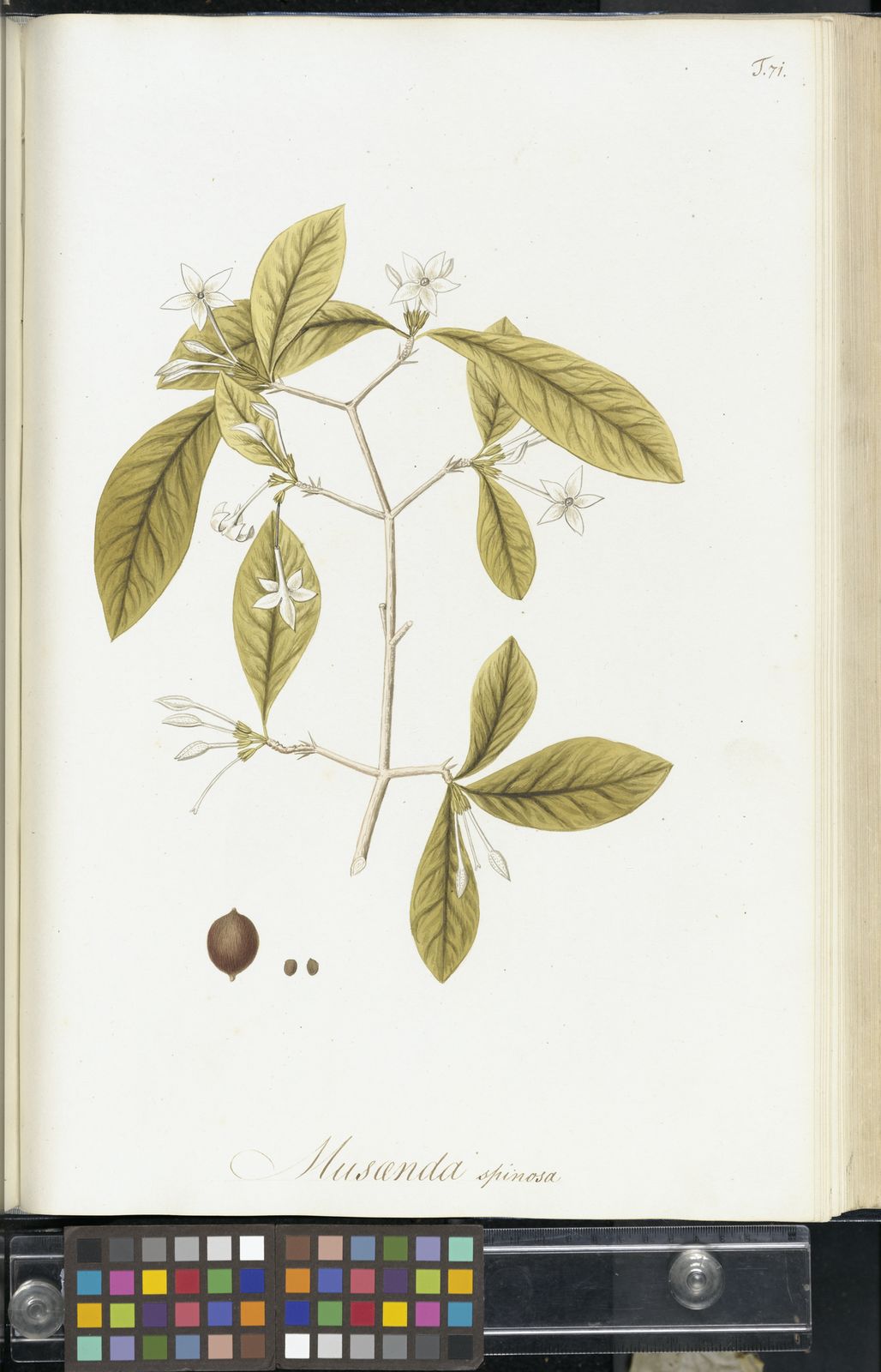 Randia armata subsp. armata | Plants of the World Online | Kew Science