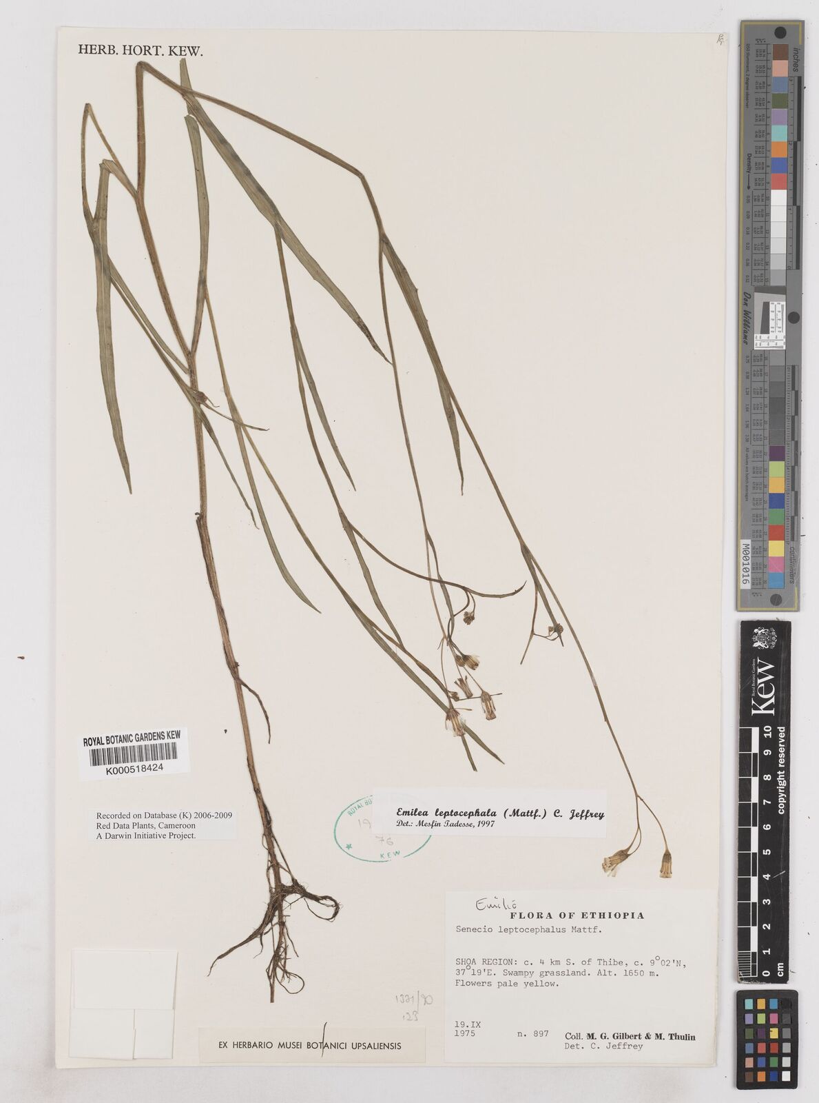 Emilia leptocephala (Mattf.) C.Jeffrey | Plants of the World Online ...