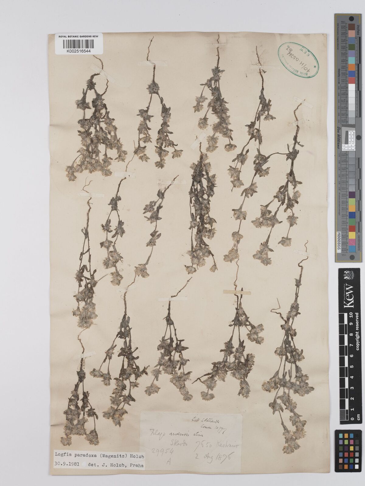 Filago paradoxa Wagenitz | Plants of the World Online | Kew Science