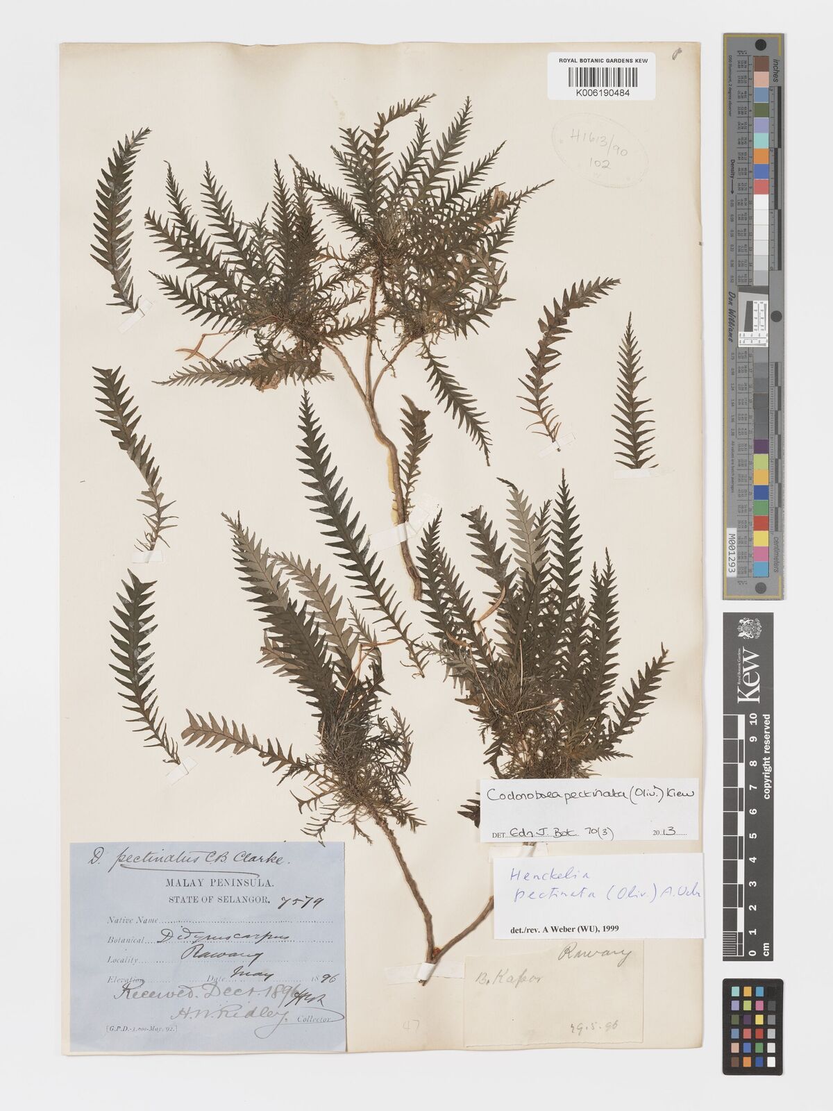 Codonoboea pectinata (C.B.Clarke ex Oliv.) Kiew | Plants of the World ...