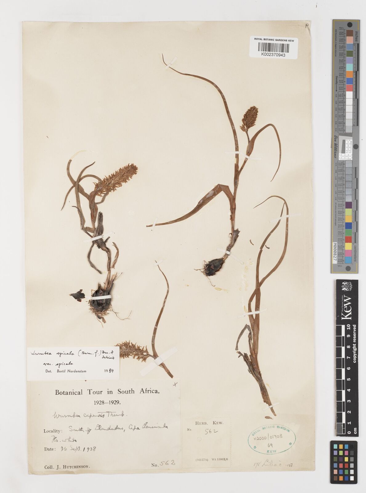 Wurmbea spicata var. spicata | Plants of the World Online | Kew Science