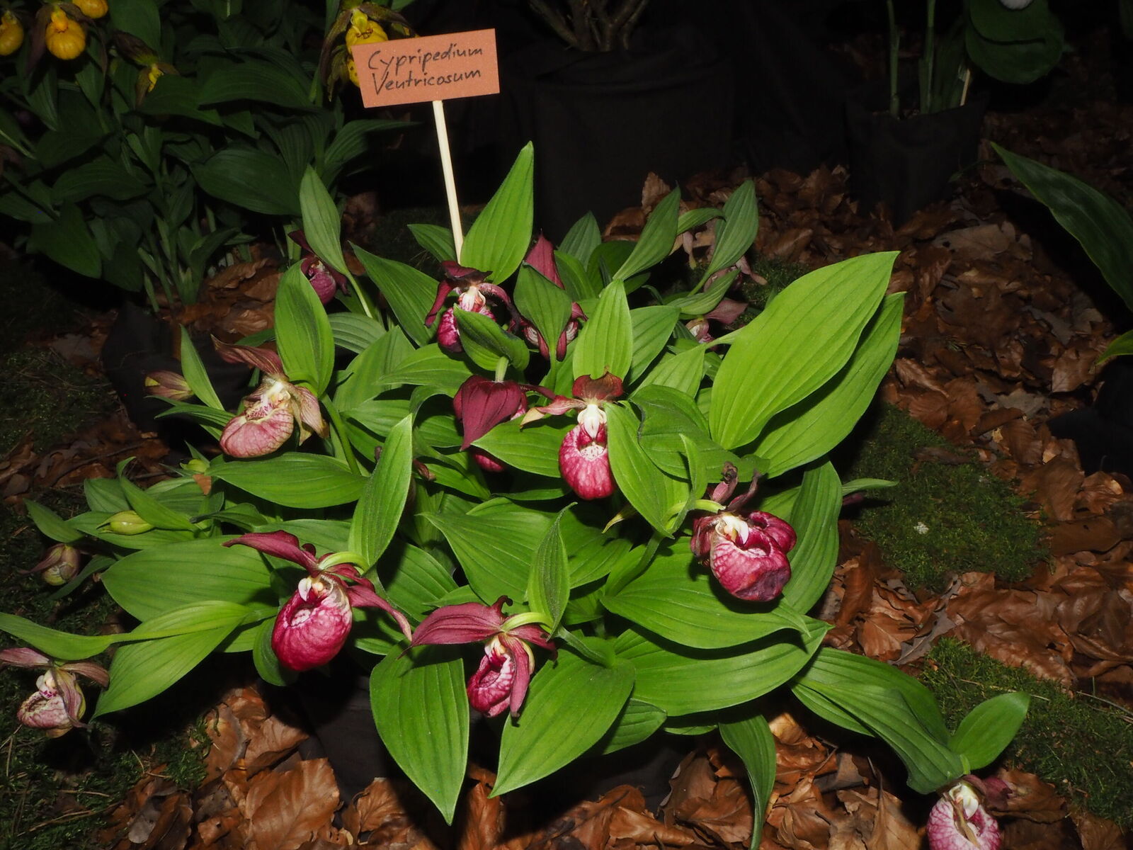 Cypripedium × ventricosum Sw. | Plants of the World Online | Kew Science