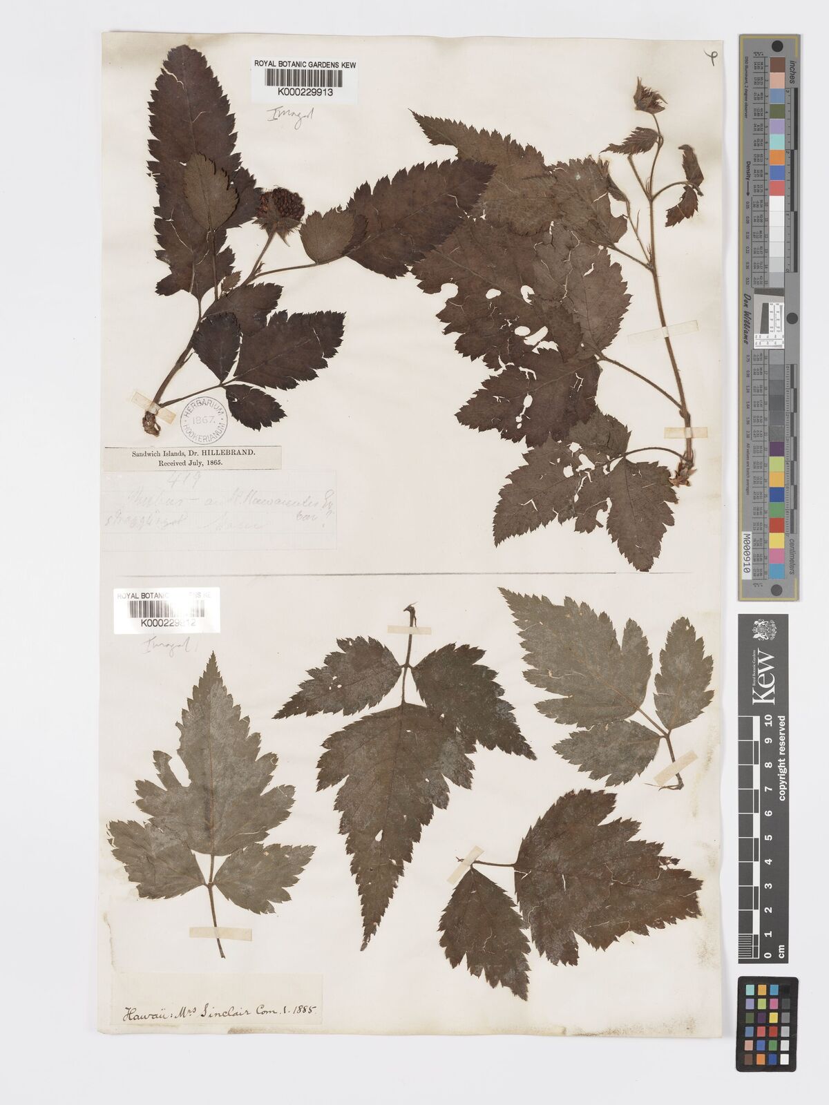Rubus hawaiensis A.Gray | Plants of the World Online | Kew Science
