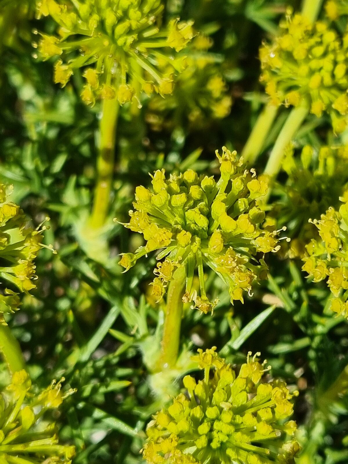 Azorella prolifera (Cav.) G.M.Plunkett & A.N.Nicolas | Plants of the ...