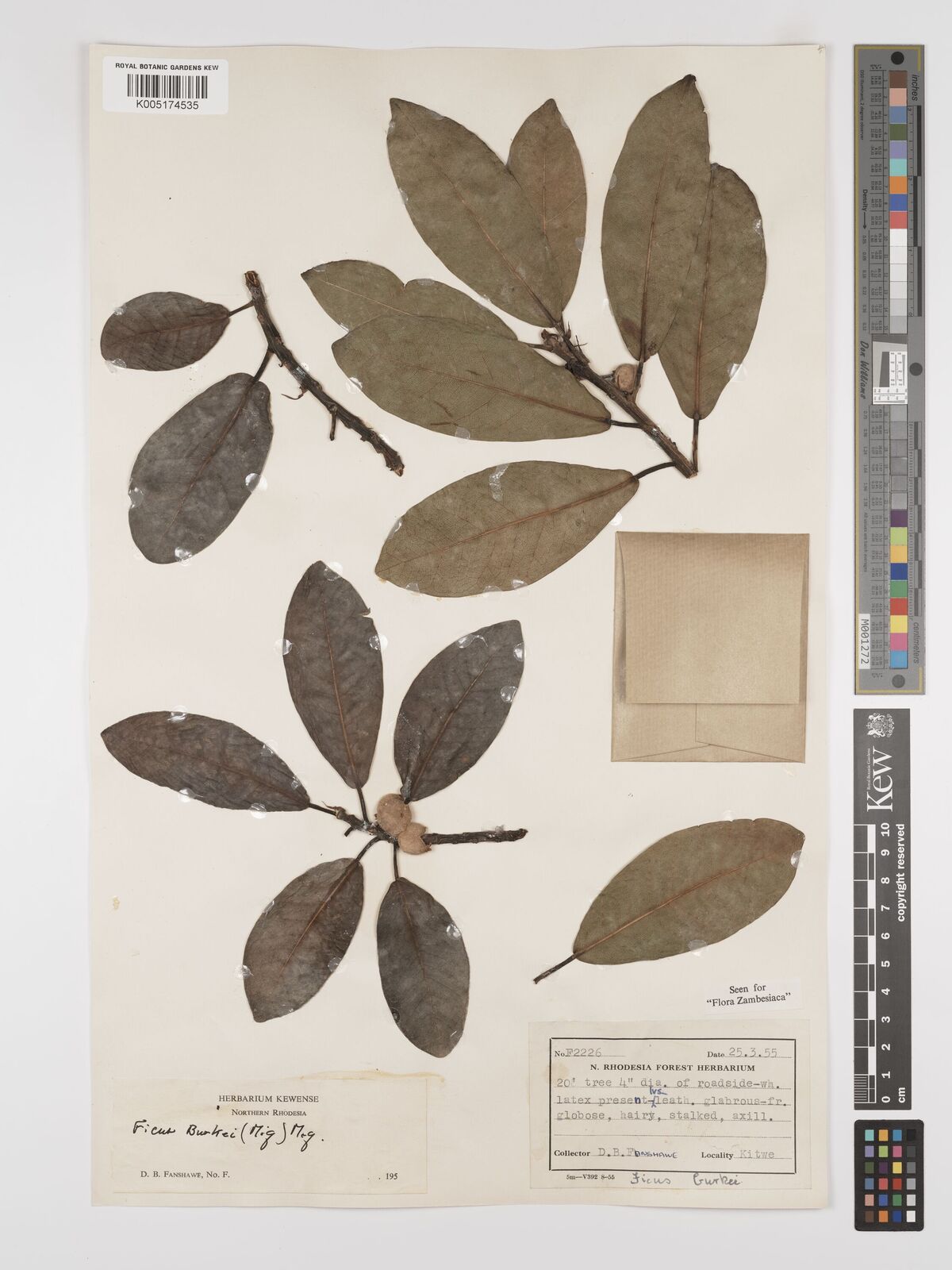 Ficus thonningii Blume | Plants of the World Online | Kew Science