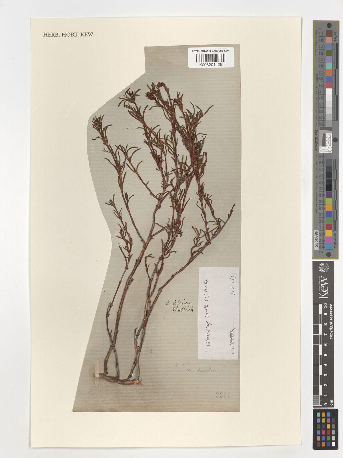 Lampranthus bicolor (L.) N.E.Br. | Plants of the World Online | Kew Science