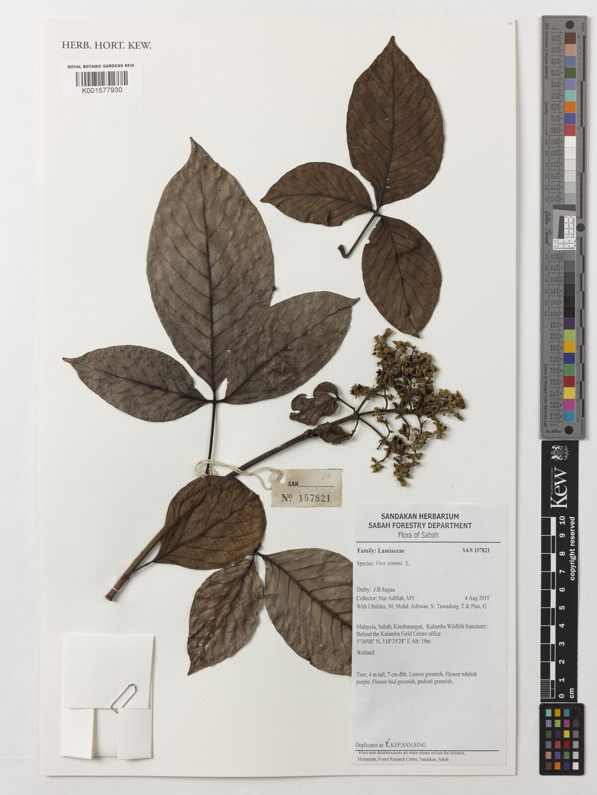 Vitex pinnata L. | Plants of the World Online | Kew Science