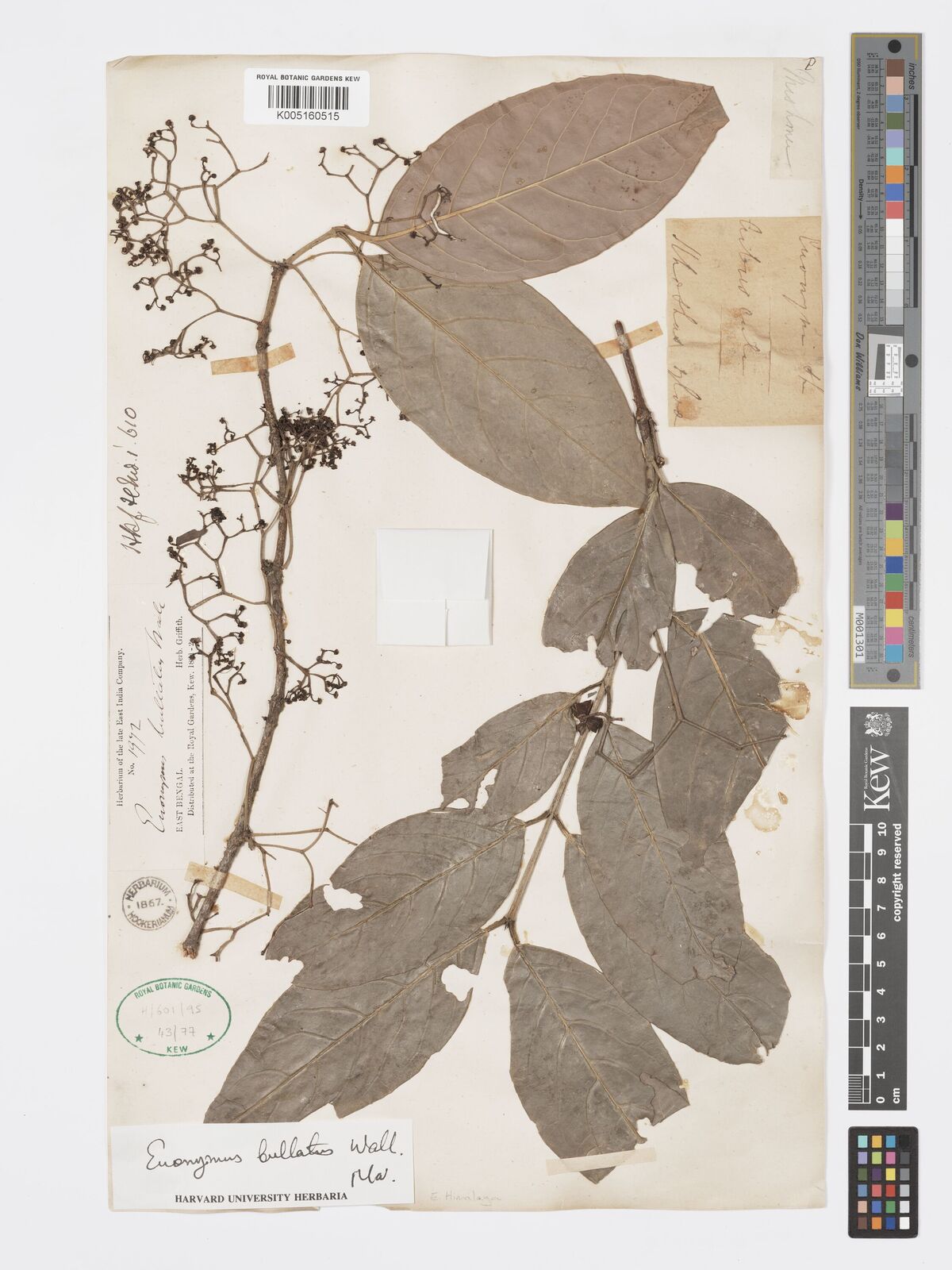 Euonymus bullatus Wall. ex M.A.Lawson | Plants of the World Online ...