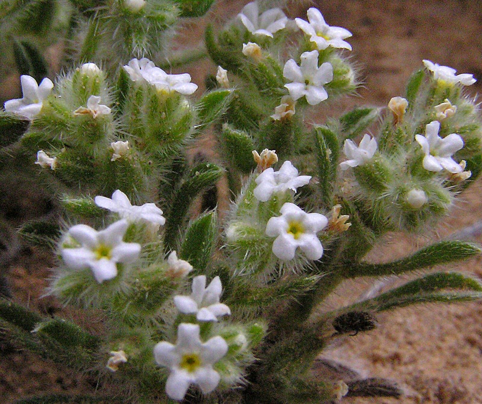 Cryptantha crassisepala (Torr. & A.Gray) Greene | Plants of the World ...