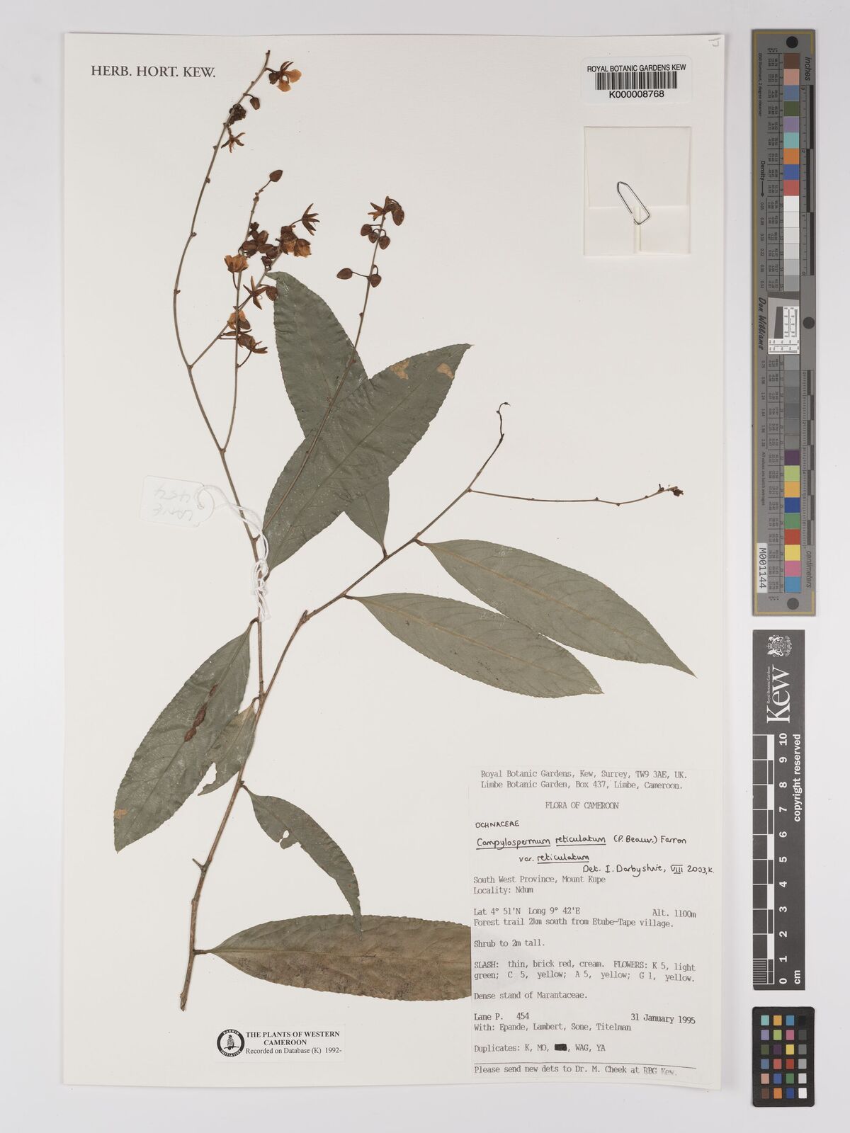 Campylospermum reticulatum (P.Beauv.) Farron | Plants of the World ...