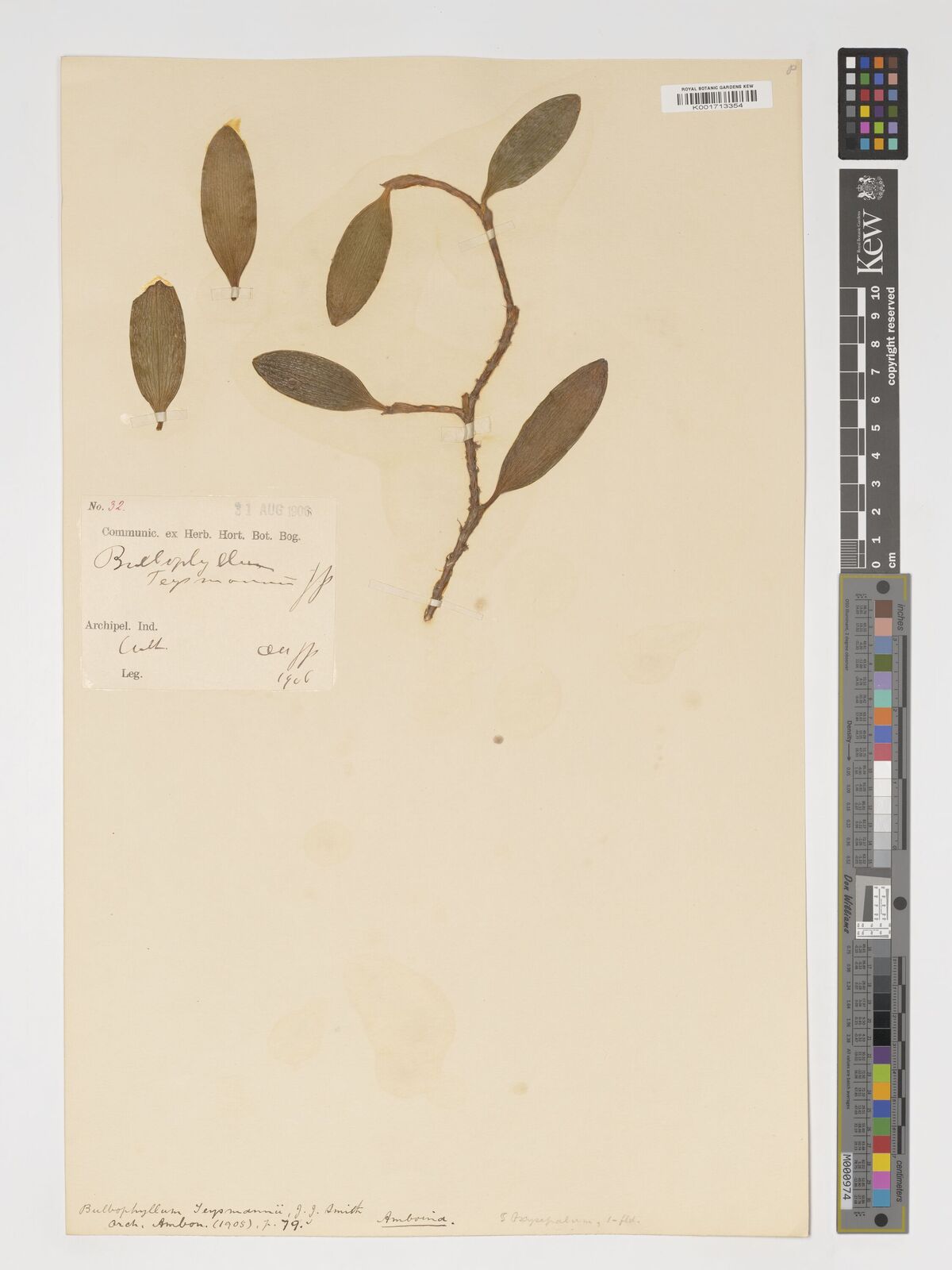 Bulbophyllum scaberulum var. scaberulum | Plants of the World Online ...