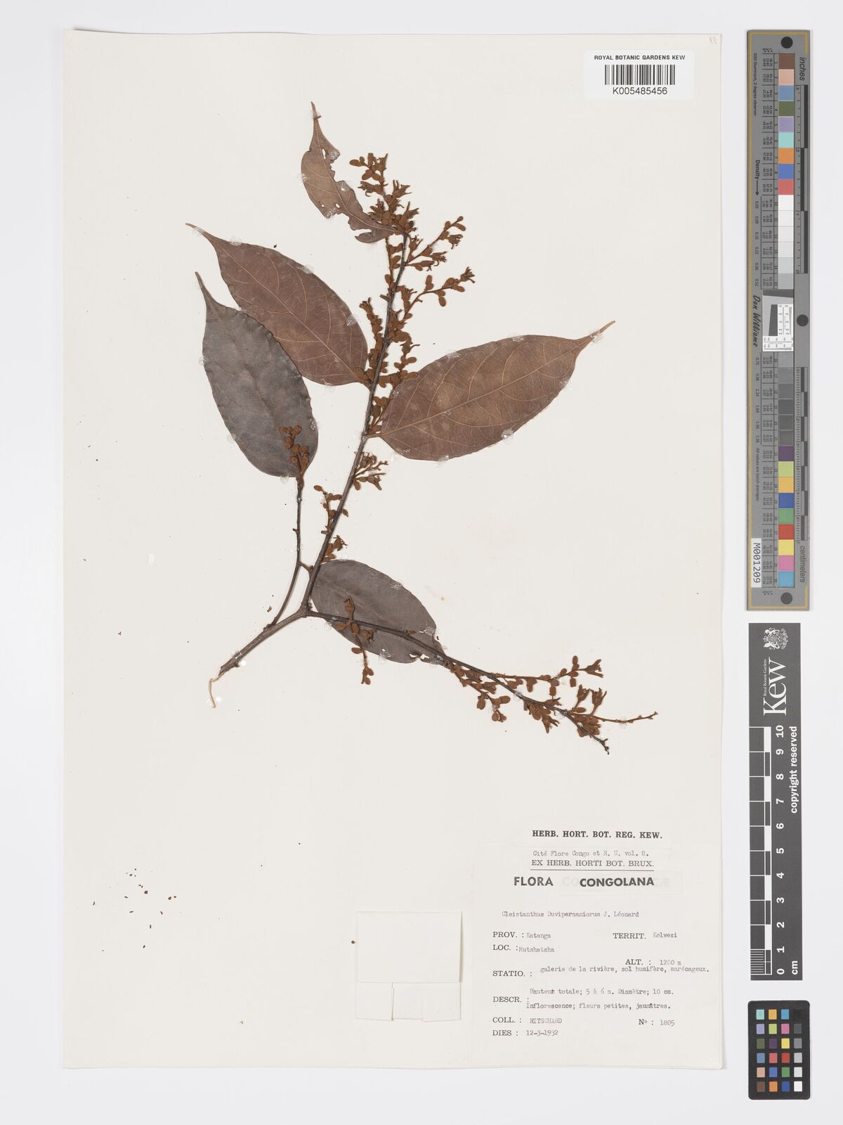 Cleistanthus duvipermaniorum J.Léonard | Plants of the World Online ...