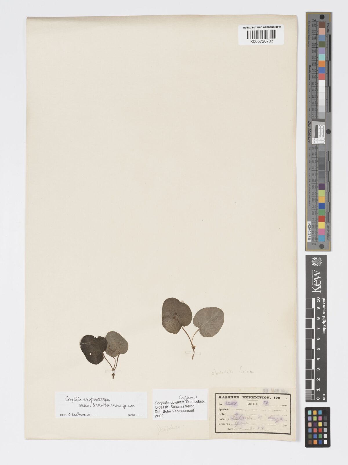 Geophila erythrocarpa Vanth. & Dessein | Plants of the World Online ...