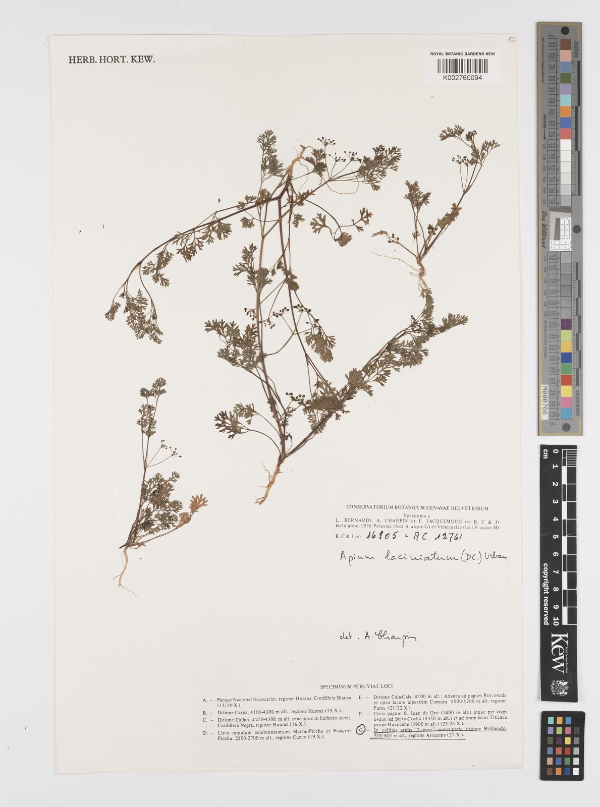 Cyclospermum laciniatum (DC.) Constance | Plants of the World Online ...