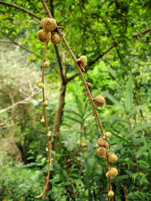 Ficus semicordata Buch.-Ham. ex Sm. | Plants of the World Online | Kew ...