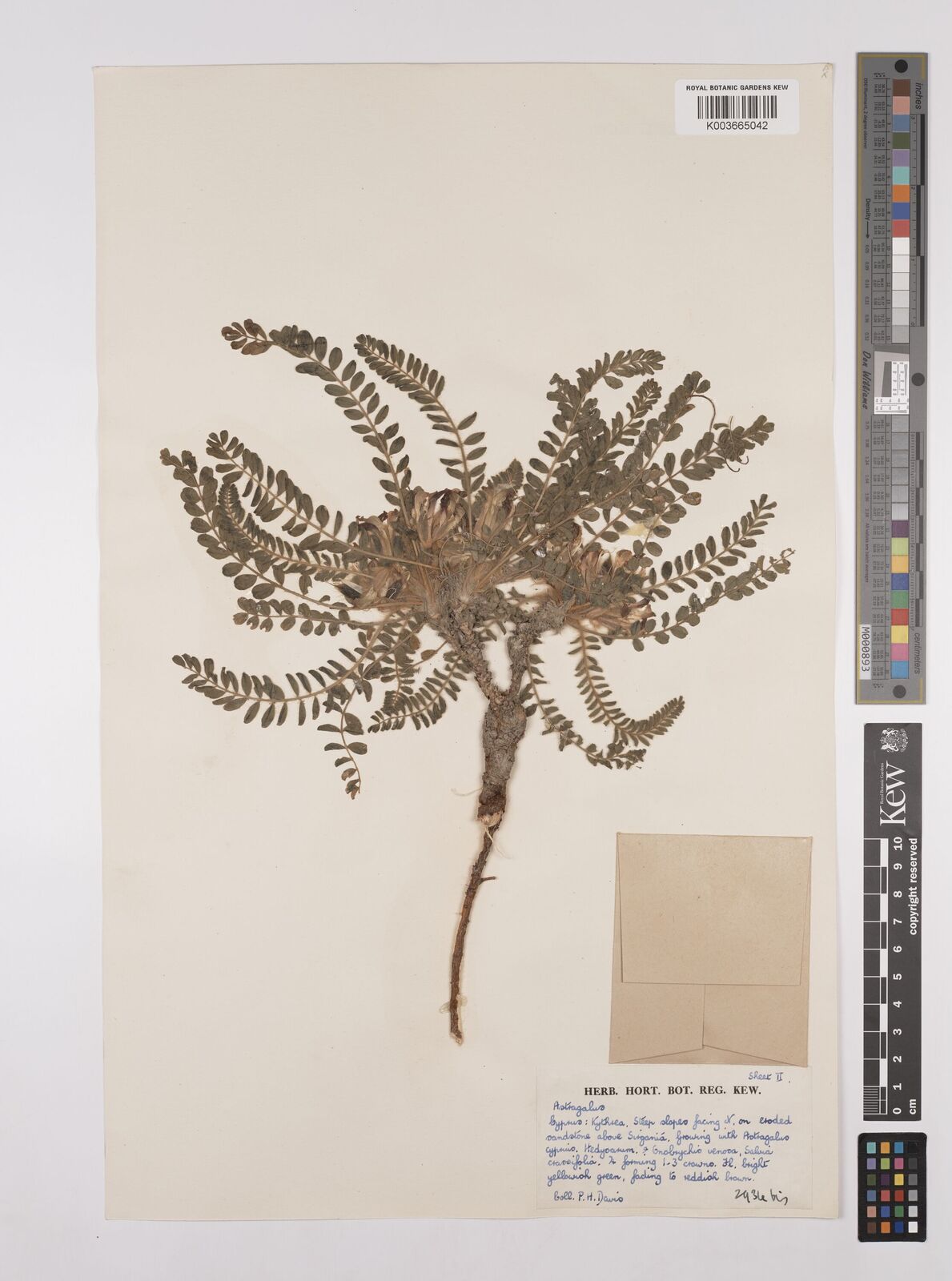 Astragalus caprinus subsp. caprinus | Plants of the World Online | Kew ...