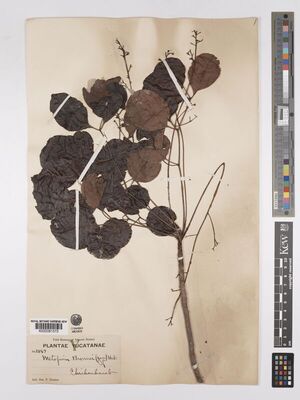 Metopium P.Browne | Plants of the World Online | Kew Science