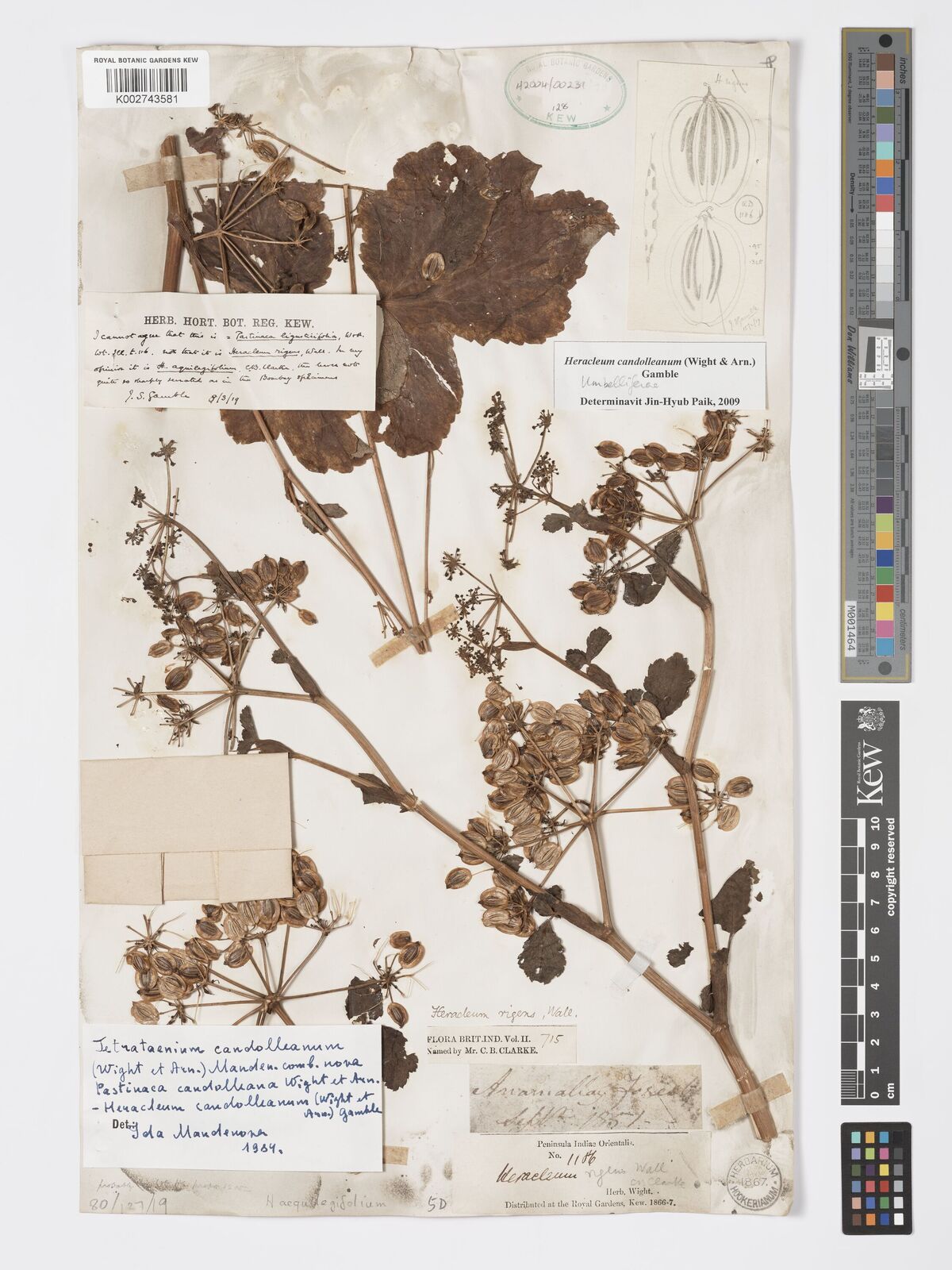 Tetrataenium rigens (Wall. ex DC.) Manden. | Plants of the World Online ...