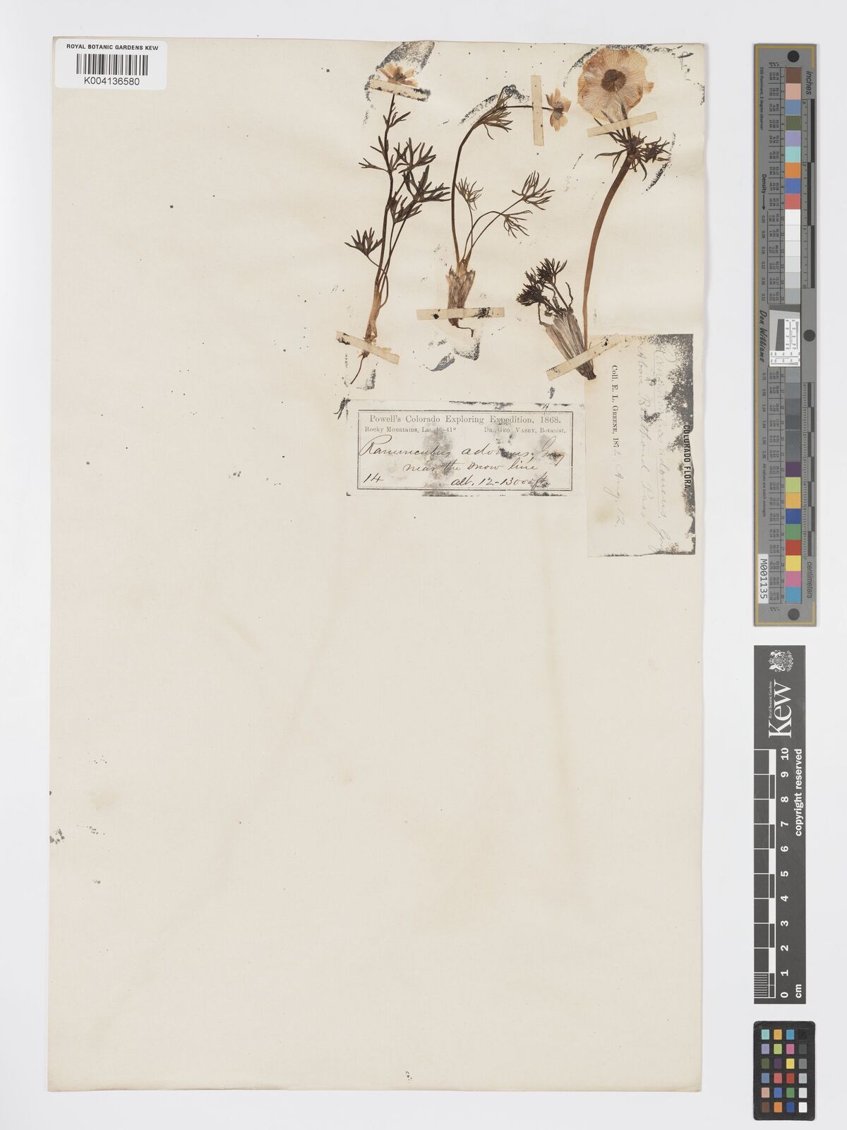 Ranunculus adoneus A.Gray | Plants of the World Online | Kew Science