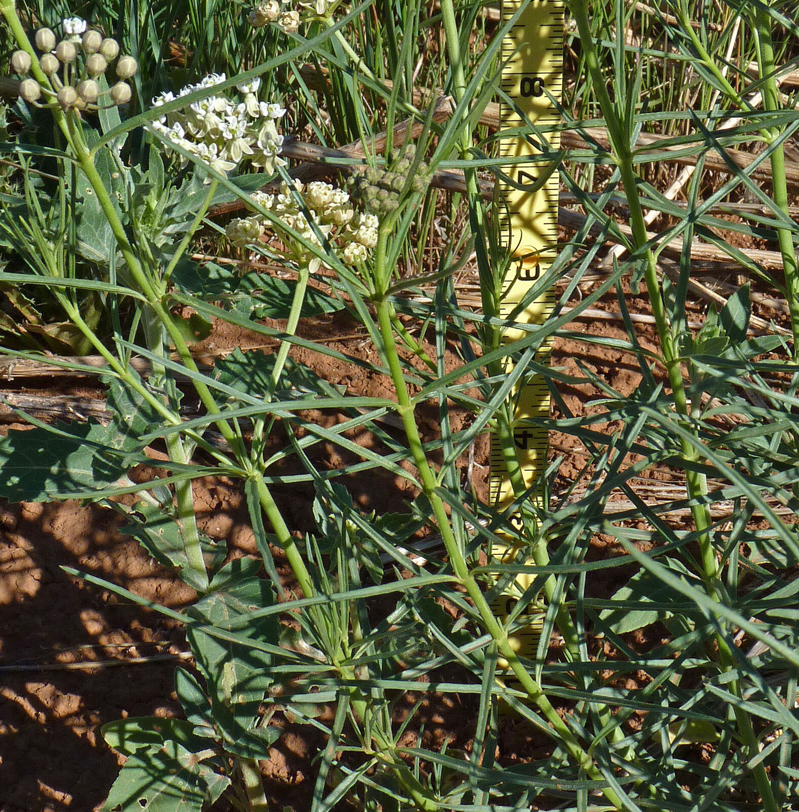 Asclepias subverticillata (A.Gray) Vail | Plants of the World Online ...