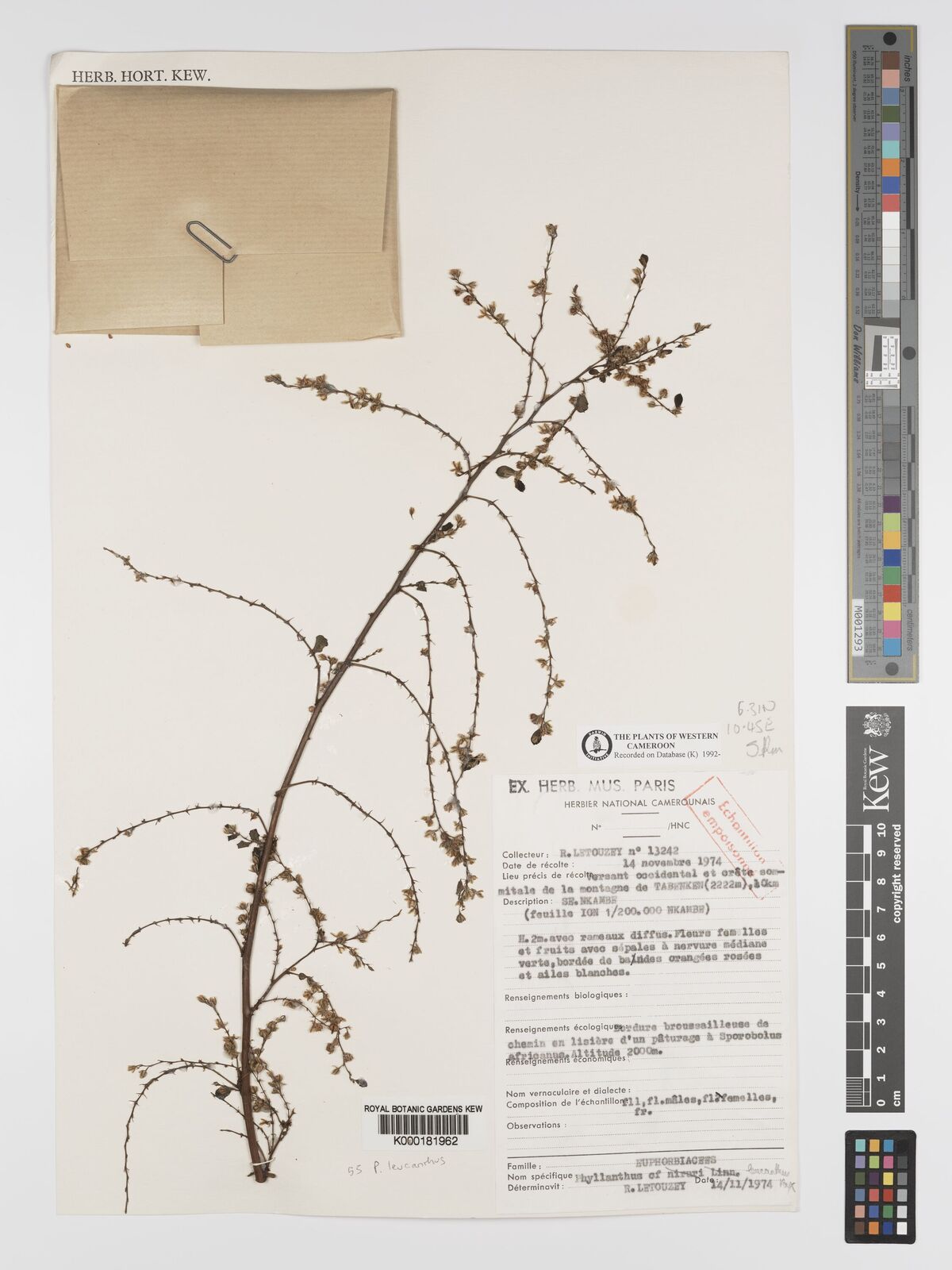 Phyllanthus leucanthus Pax | Plants of the World Online | Kew Science