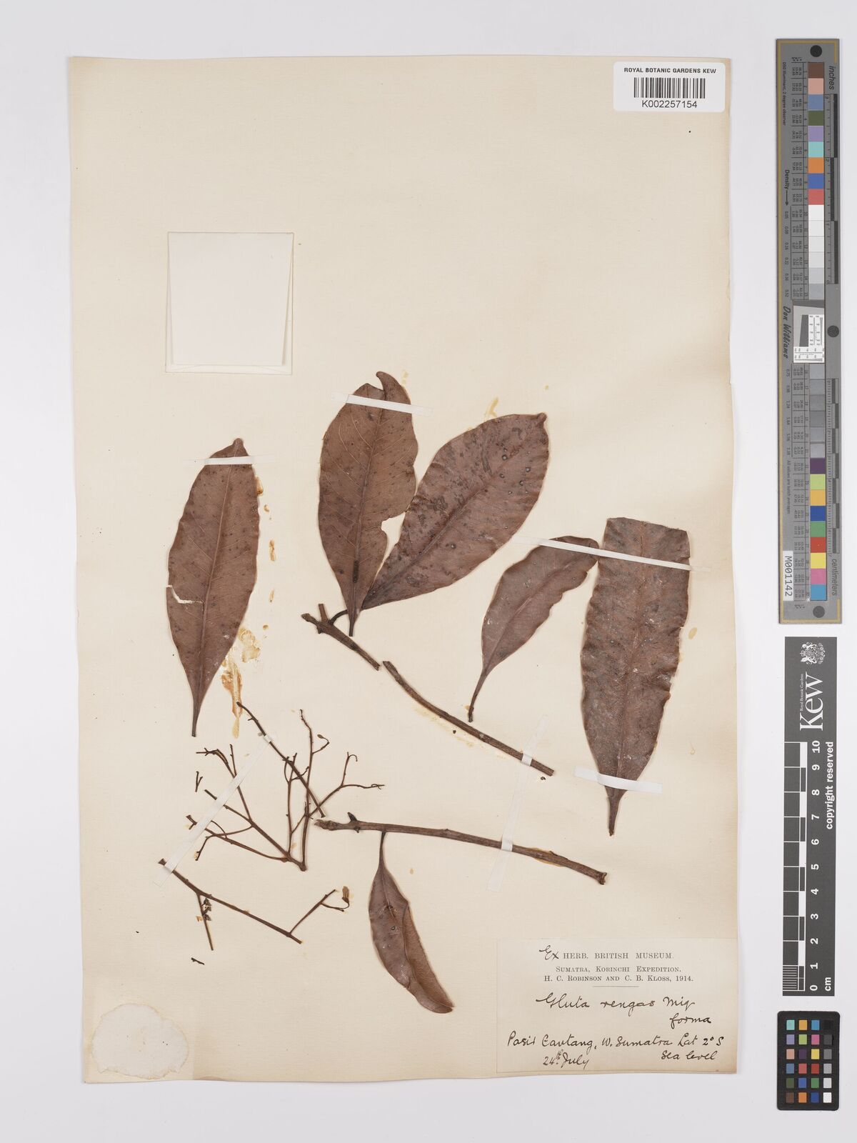 Gluta renghas L. | Plants of the World Online | Kew Science