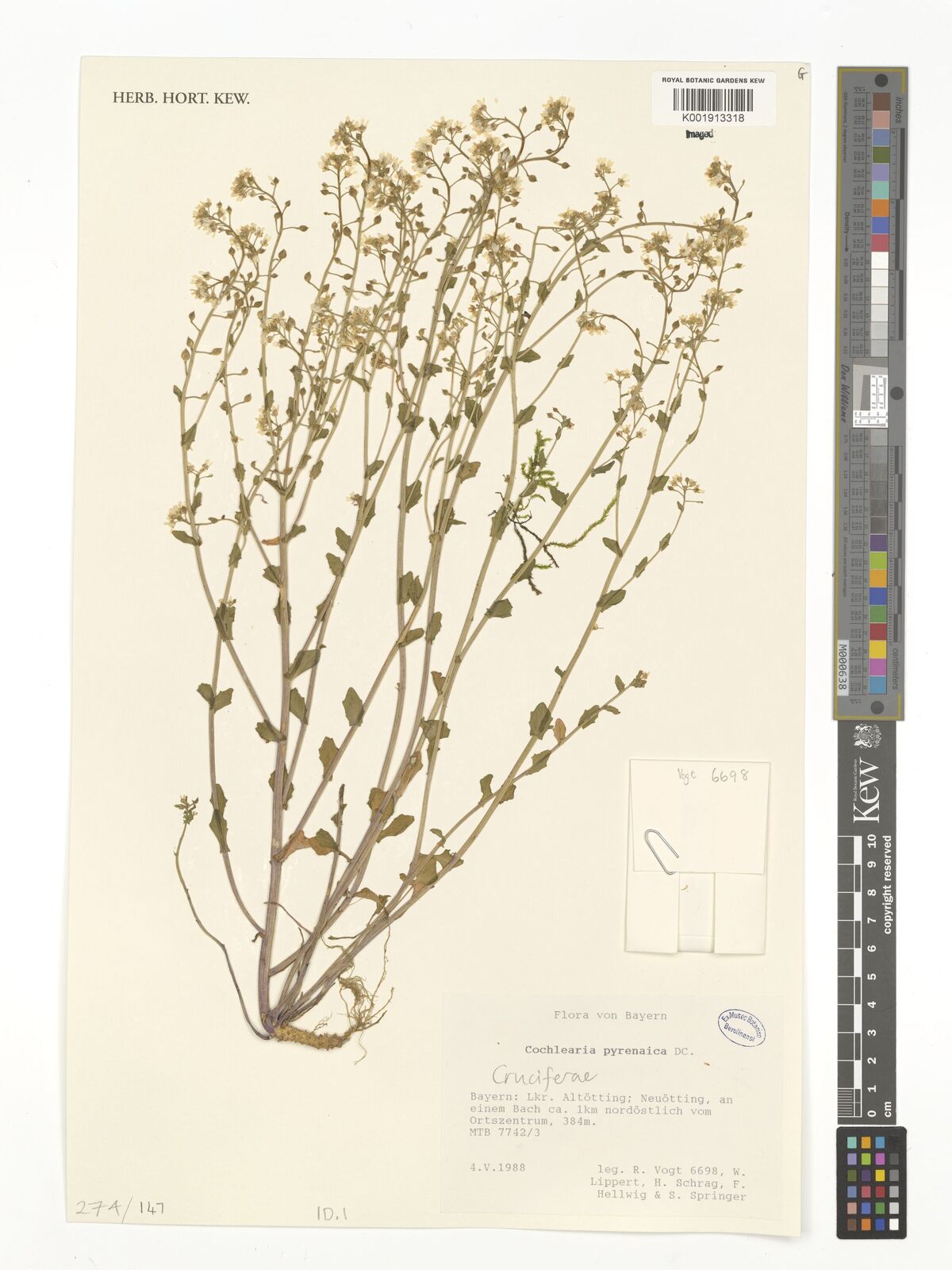 Cochlearia pyrenaica DC. | Plants of the World Online | Kew Science
