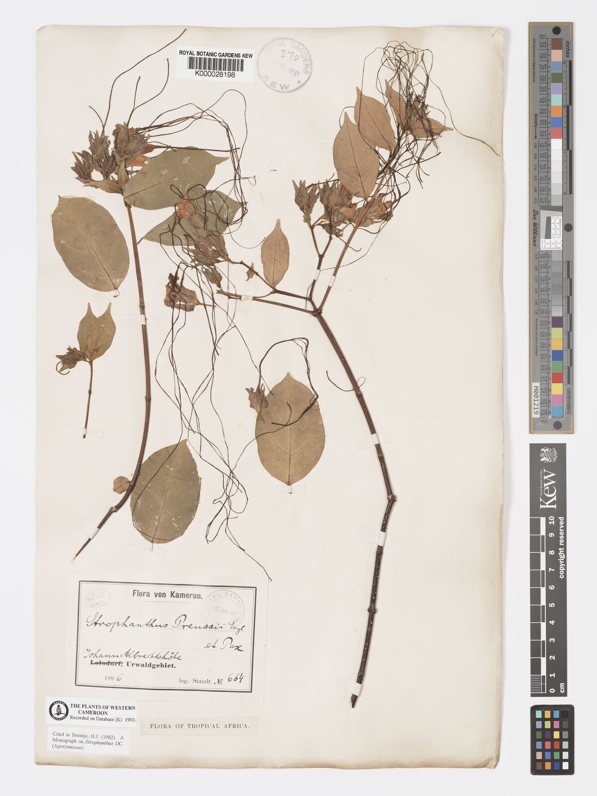 Strophanthus preussii Engl. & Pax | Plants of the World Online | Kew ...