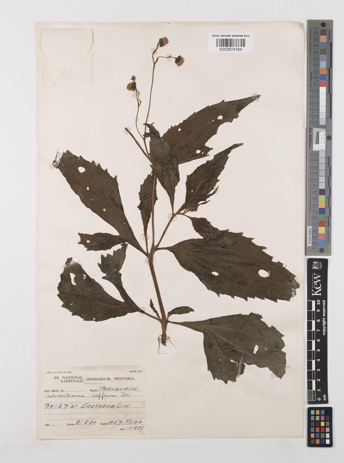 Adenostemma afrum var. afrum | Plants of the World Online | Kew Science