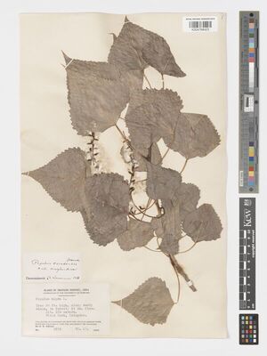 Populus deltoides subsp. monilifera (Aiton) Eckenw. | Plants of the ...