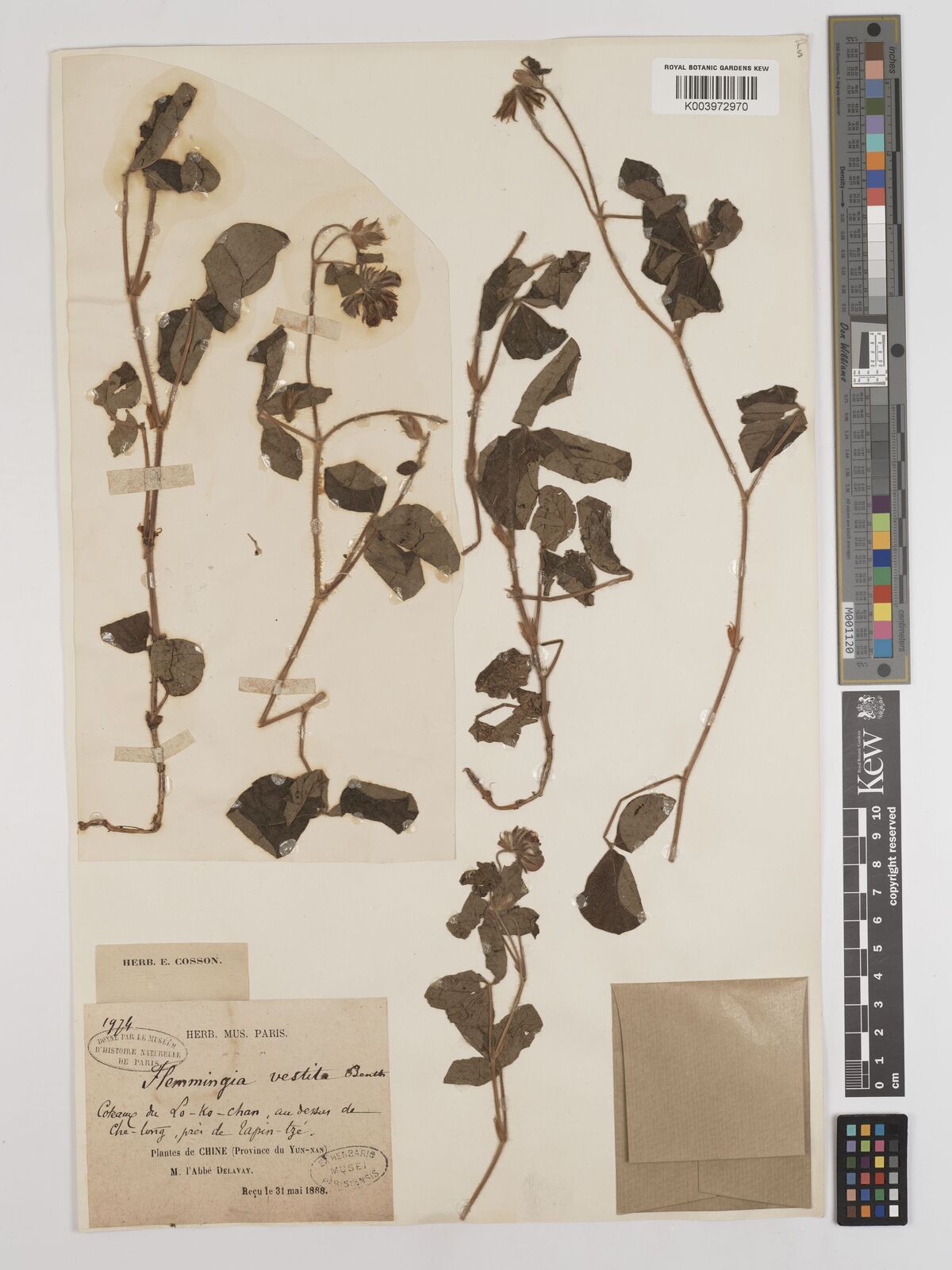 Flemingia vestita Benth. ex Baker f. | Plants of the World Online | Kew ...