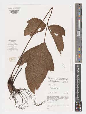 Tectaria angulata (Willd.) Copel. | Plants of the World Online | Kew ...