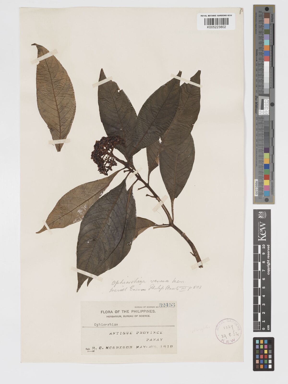 Ophiorrhiza venosa Merr. | Plants of the World Online | Kew Science
