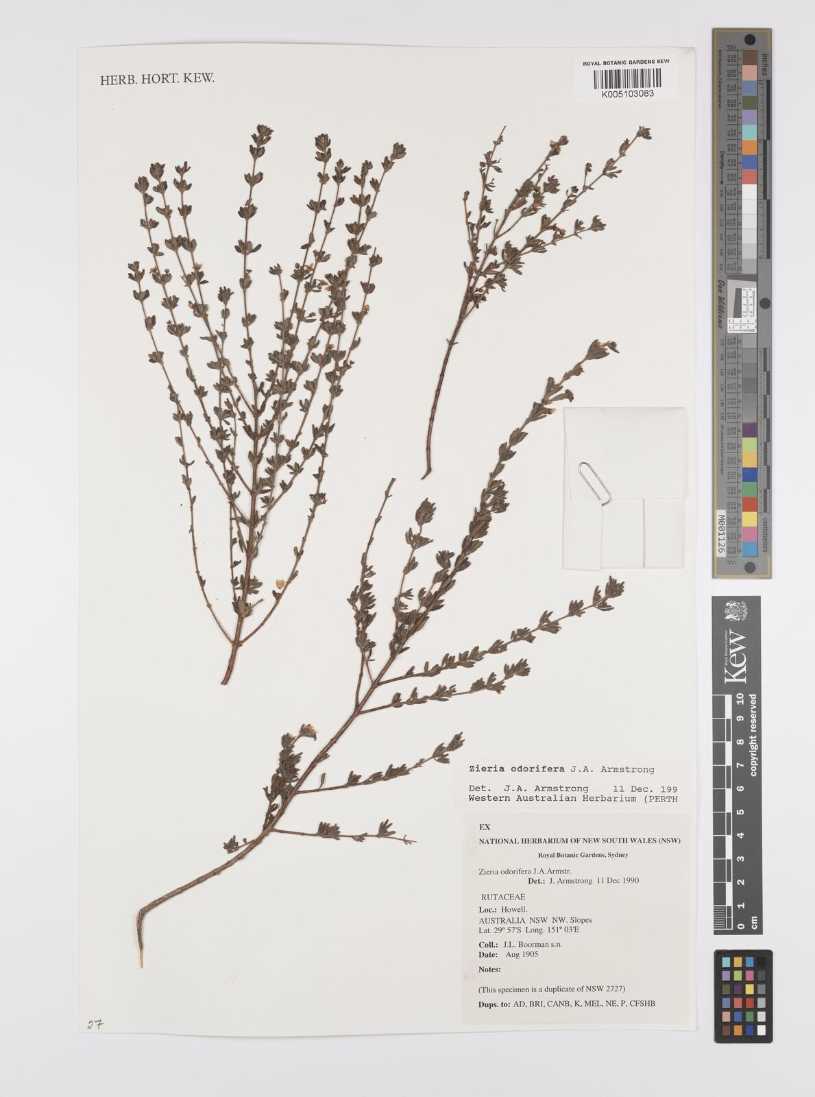 Zieria odorifera J.A.Armstr. | Plants of the World Online | Kew Science