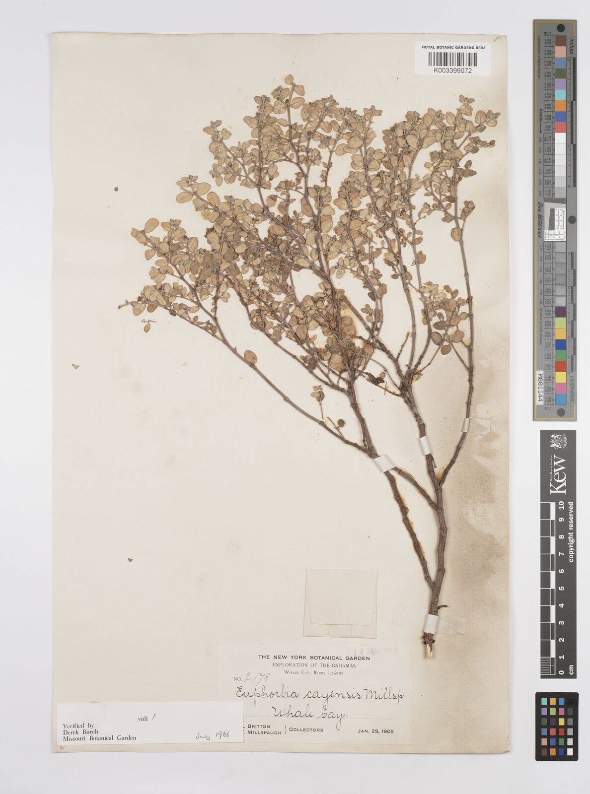 Euphorbia cayensis Millsp. | Plants of the World Online | Kew Science