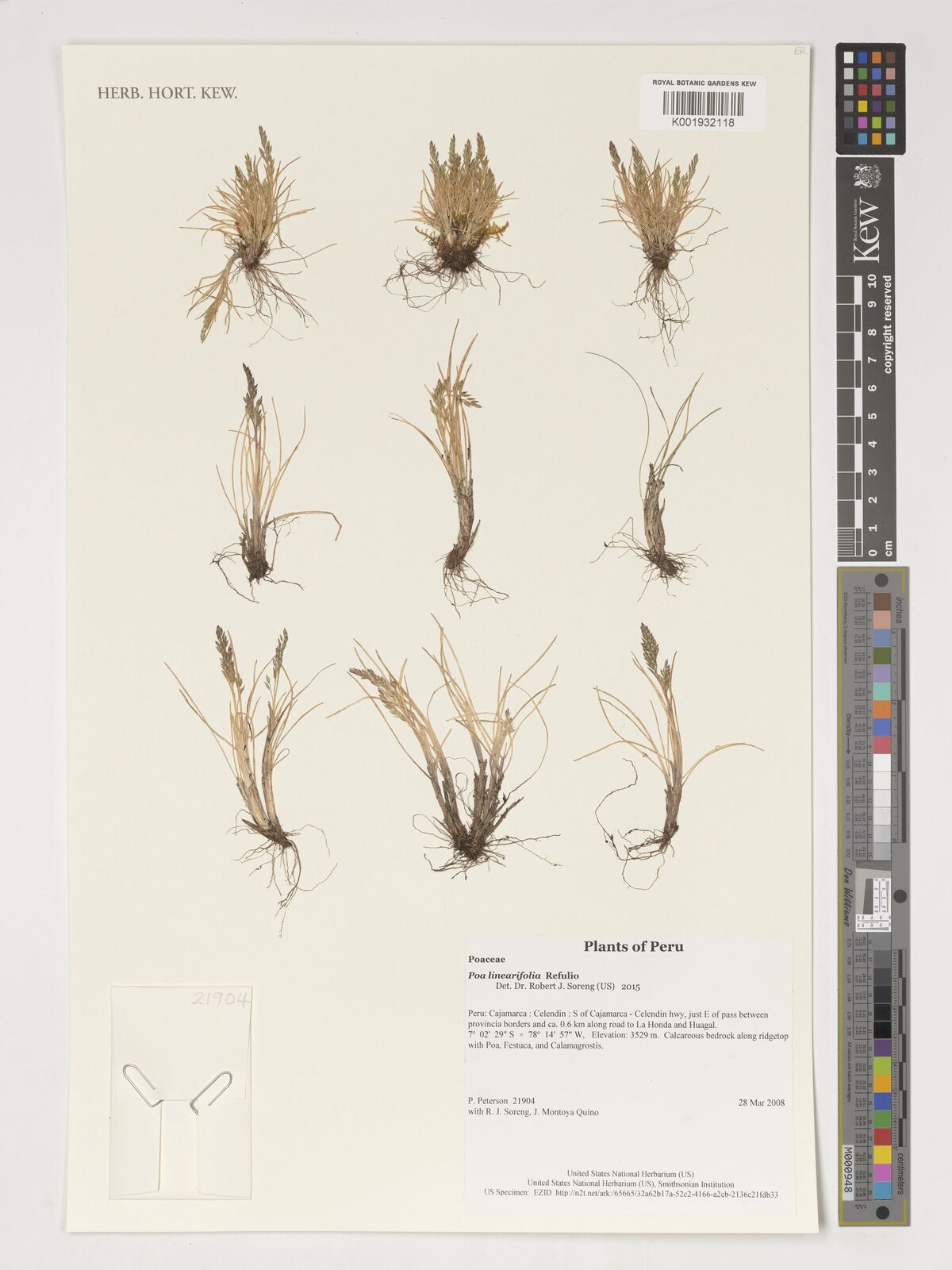 Poa linearifolia Refulio | Plants of the World Online | Kew Science