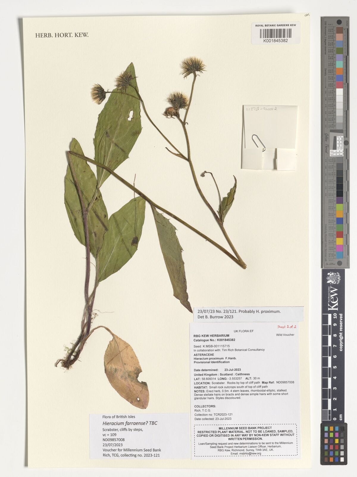 Hieracium proximum F.Hanb. | Plants of the World Online | Kew Science